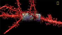 Neuron GIFs - Get the best gif on GIFER