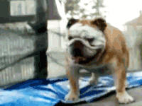 Bulldog GIFs - Get the best gif on GIFER