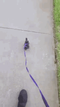 Ente GIFs - Get the best gif on GIFER
