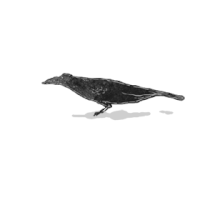Crow GIFs - Get the best gif on GIFER