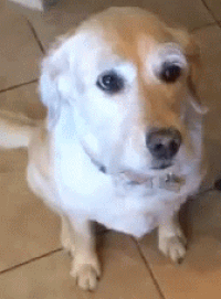 Unimpressed GIFs - Get the best gif on GIFER