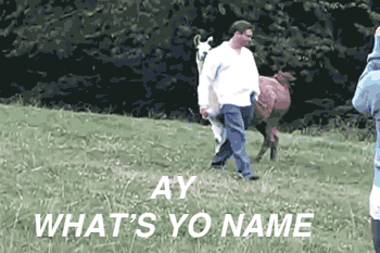 Llama ay whats yo name GIF - Conseguir o melhor gif em GIFER
