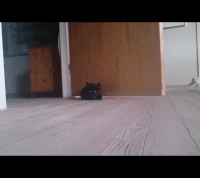 Siesta GIFs - Get the best gif on GIFER