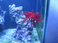 Starfish GIFs - Get the best gif on GIFER