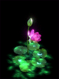 Lotus GIFs - Get the best gif on GIFER