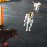 Playtime GIFs - Get the best gif on GIFER