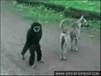 Pledge GIFs - Get the best gif on GIFER