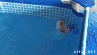 Backstroke GIFs - Get the best gif on GIFER