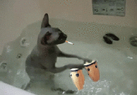 Bongo GIFs - Get the best gif on GIFER