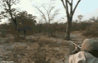 Hunting GIFs - Get the best gif on GIFER