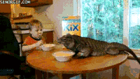 Iguanas GIFs - Get the best gif on GIFER