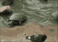 Tortoise GIFs - Get the best gif on GIFER
