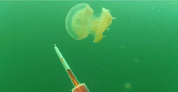 Nanotech GIFs - Get the best gif on GIFER