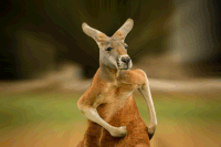Fit GIFs - Get the best gif on GIFER