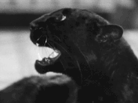 Panther GIFs - Get the best gif on GIFER