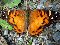 Chrysler GIFs - Get the best gif on GIFER