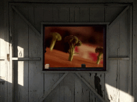 Brocoli GIFs - Get the best gif on GIFER