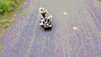 Skunk GIFs - Get the best gif on GIFER