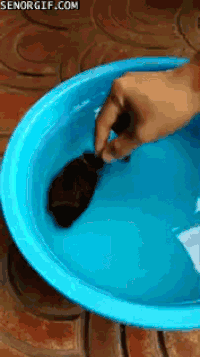 Puffer fish GIFs - Get the best gif on GIFER