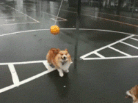 Tetherball GIFs - Get the best gif on GIFER