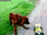 Irish GIFs - Get the best gif on GIFER
