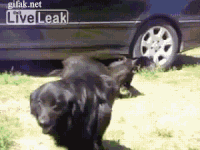 Tedio GIFs - Get the best gif on GIFER