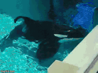 Seaworld GIFs - Get the best gif on GIFER