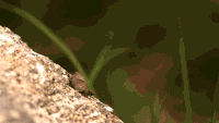 Grasshoppers GIFs - Get the best gif on GIFER