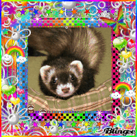 Ferret GIFs - Get the best gif on GIFER
