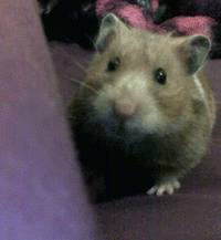 Rodents GIFs - Get the best gif on GIFER