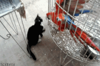 Macaws GIFs - Get the best gif on GIFER