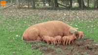 Pig GIFs - Get the best gif on GIFER