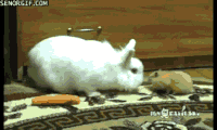 Gerbil GIFs - Get the best gif on GIFER