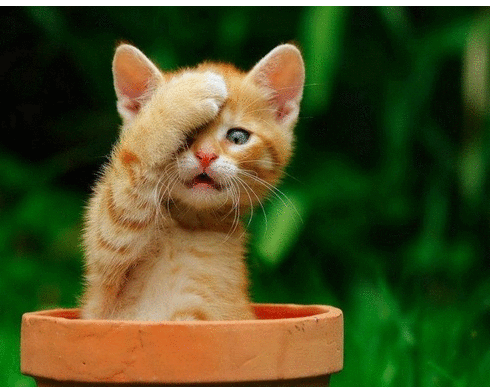 Kittymeow GIFs - Get the best gif on GIFER