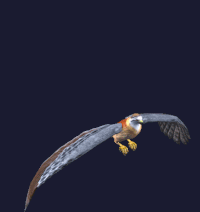 Hawks GIFs - Get the best gif on GIFER