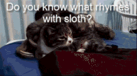 Sloth GIFs - Get the best gif on GIFER