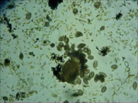 Microscope GIFs - Get the best gif on GIFER