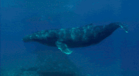 Whale GIFs - Get the best gif on GIFER