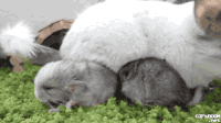Chinchilla GIFs - Get the best gif on GIFER