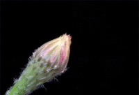Botany GIFs - Get the best gif on GIFER