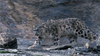 Leopard GIFs - Get the best gif on GIFER