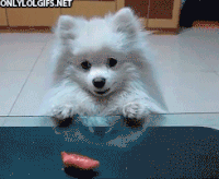 Fluffy dog GIFs - Get the best gif on GIFER