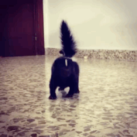 Skunk GIFs - Get the best gif on GIFER