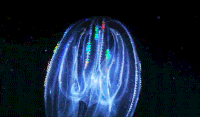 Jellyfish GIFs - Get the best gif on GIFER