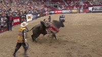 Toro GIFs - Get the best gif on GIFER