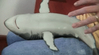 Shark GIFs - Get the best gif on GIFER