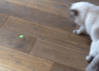 Ragdoll GIFs - Get the best gif on GIFER