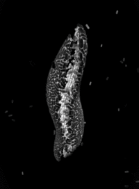 Molecular biology GIFs - Get the best gif on GIFER