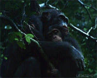 Chimpanzee GIFs - Get the best gif on GIFER