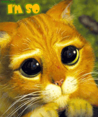Sorry GIFs - Get the best gif on GIFER